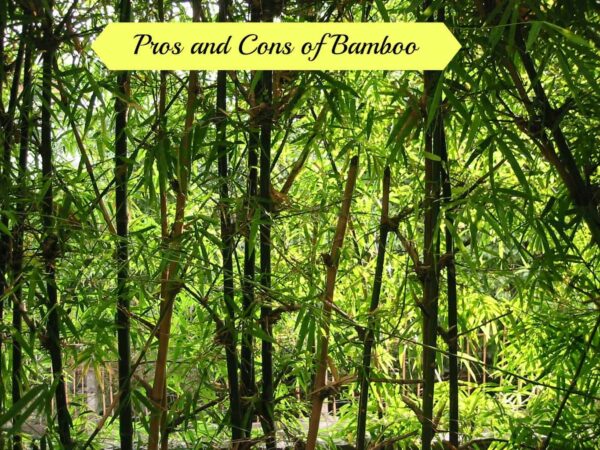 Pros and Cons of Bamboo - Turning the Clock Back