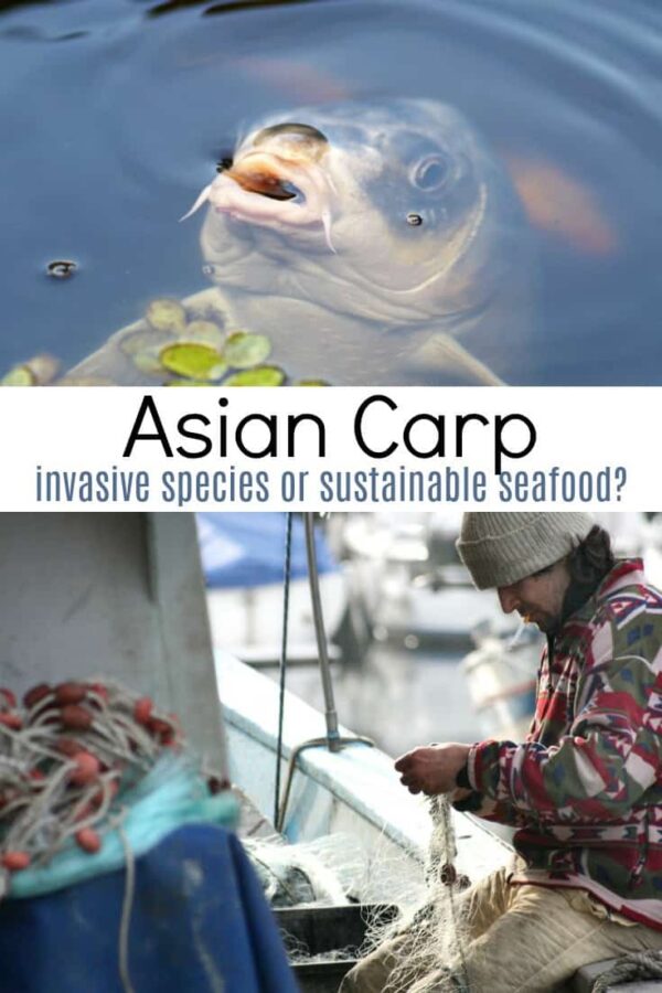 Why Aren't We Eating Asian Carp? - Turning the Clock Back