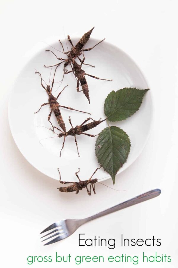 Eating Insects for Food and Rethinking Our Meals - Turning the Clock Back