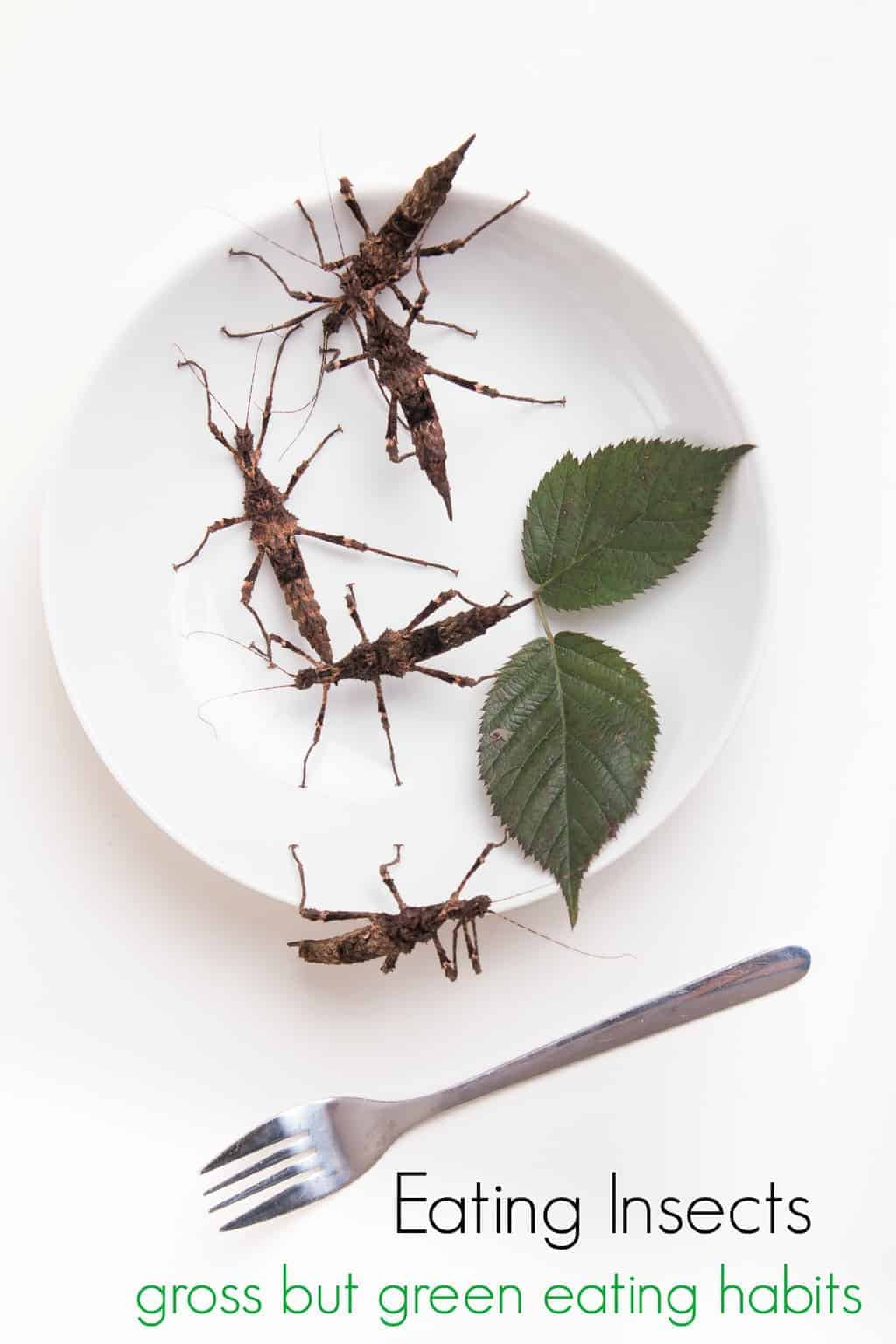 Eating Insects for Food and Rethinking Our Meals - Turning the Clock Back