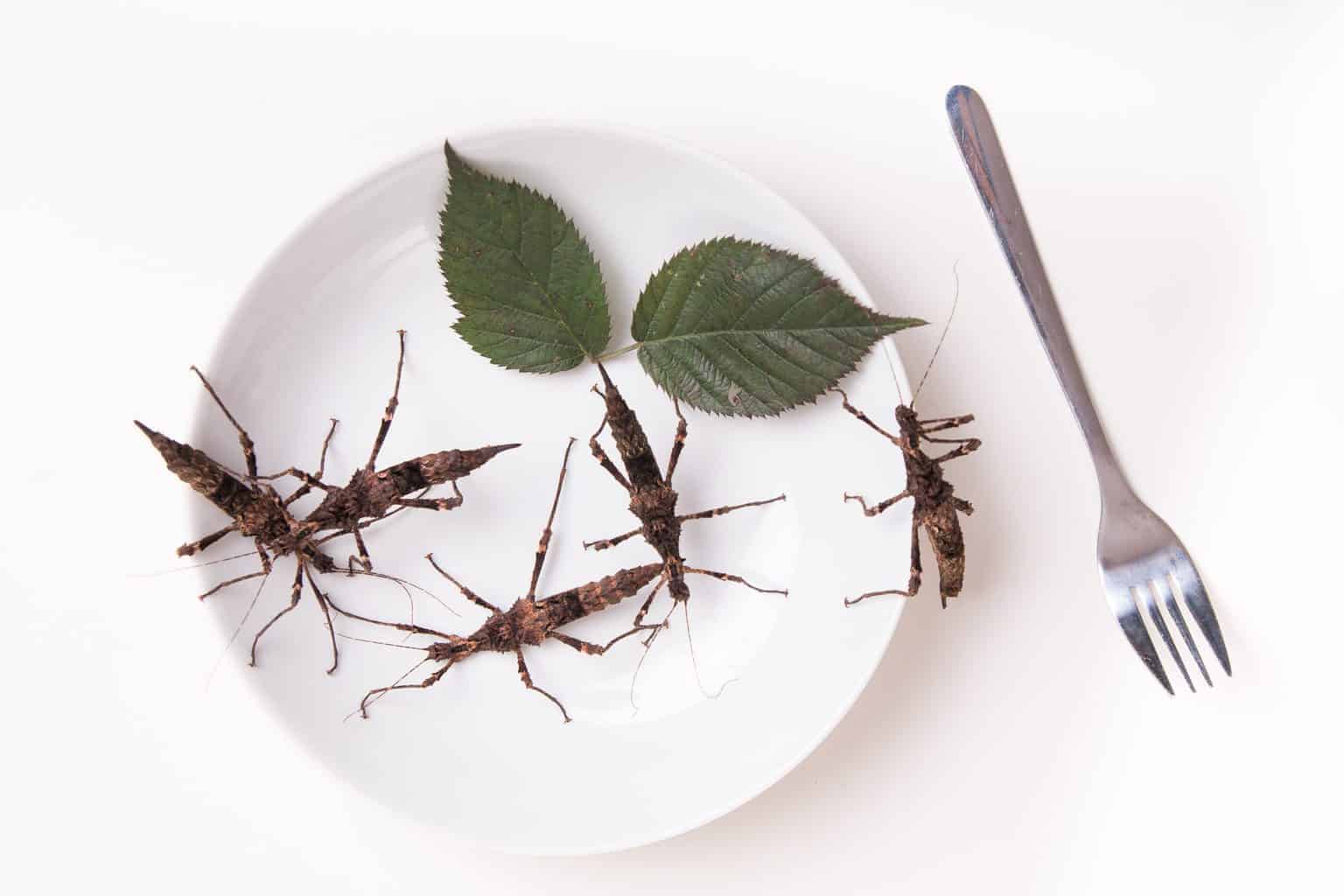 Eating Insects for Food and Rethinking Our Meals - Turning the Clock Back