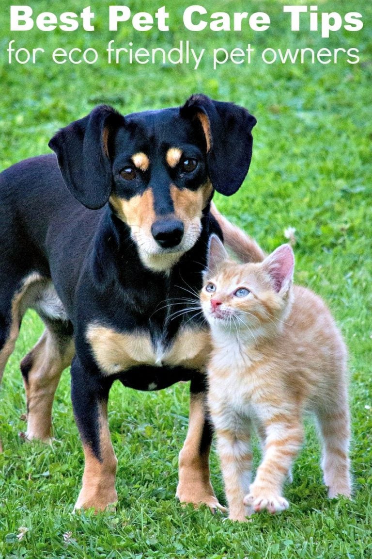 Best Pet Care Tips - Turning the Clock Back