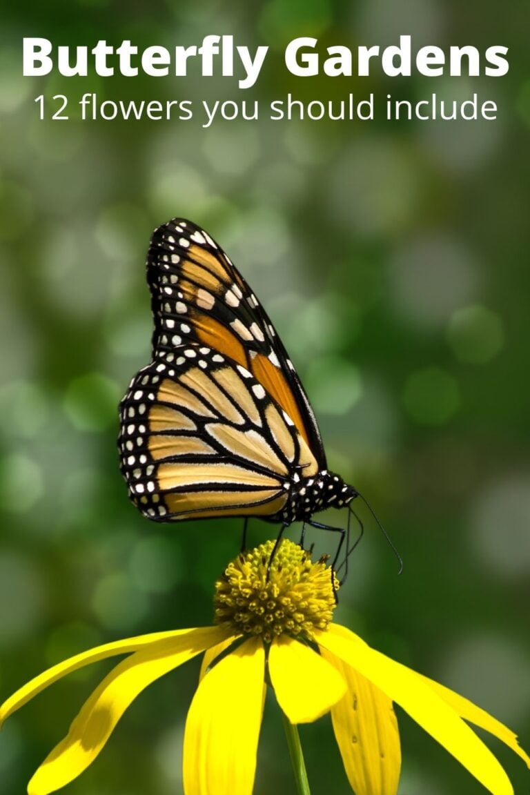 Planting a Butterfly Garden - Turning the Clock Back