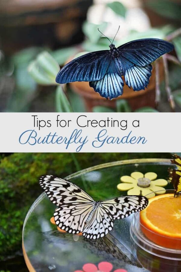 Planting a Butterfly Garden - Turning the Clock Back