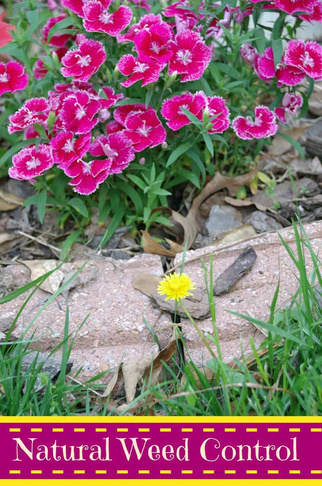 Best Natural Weed Control and a New Way to Look at Weeds - Turning the ...