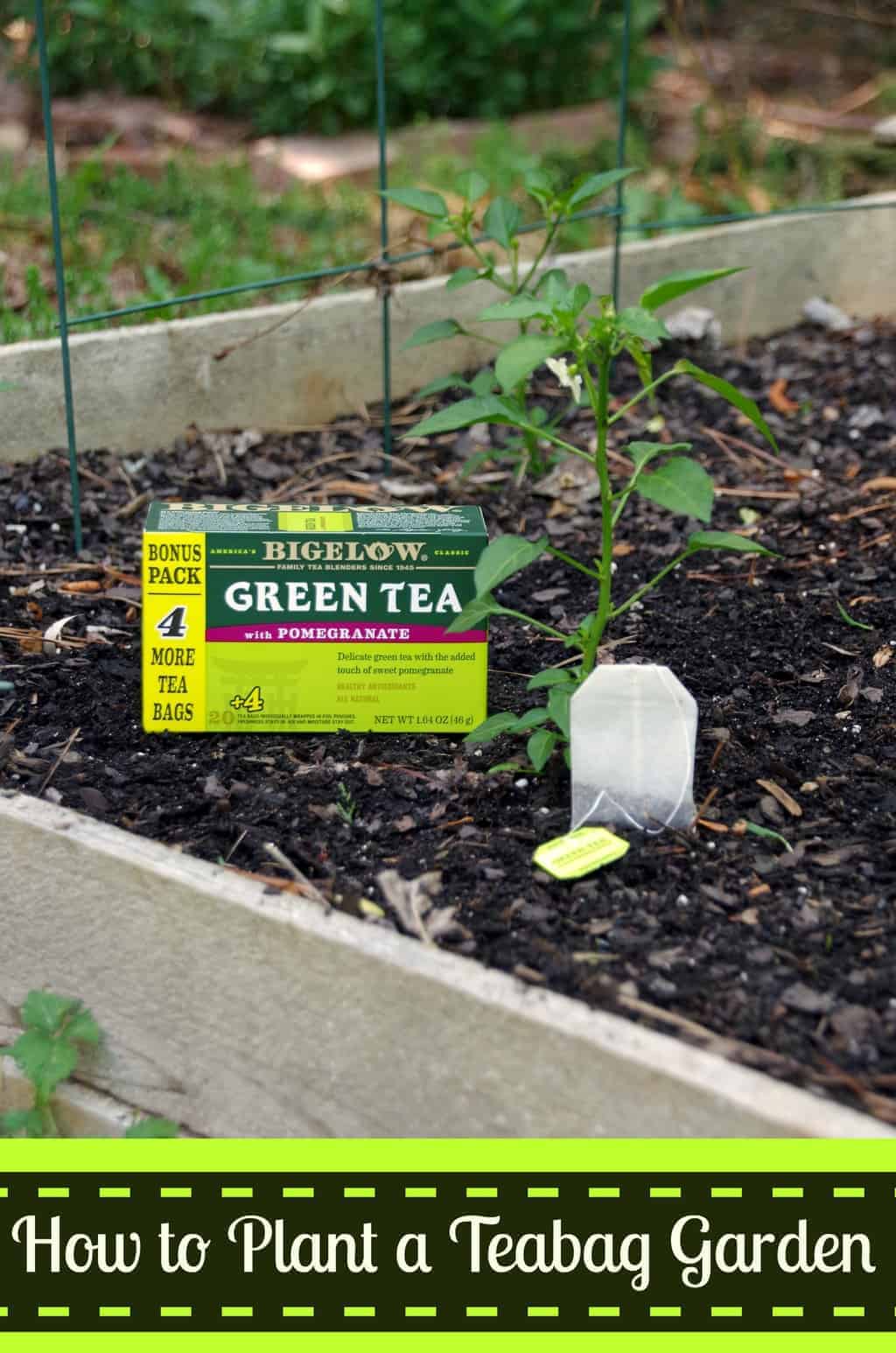 How to Plant a Teabag Garden - Turning the Clock Back