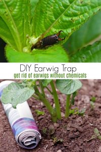 DIY Earwig Trap for Your Garden - Turning the Clock Back