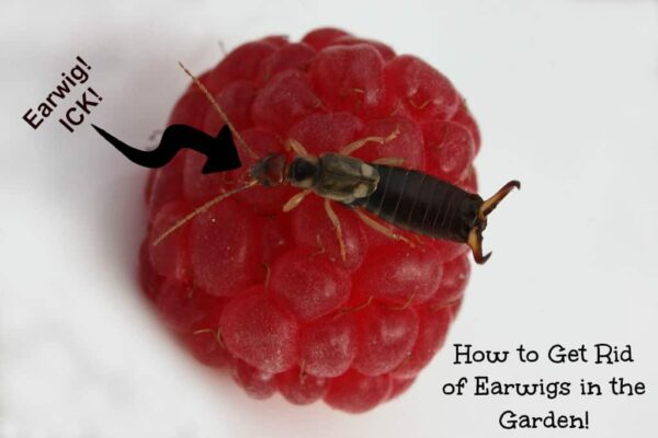 DIY Earwig Trap for Your Garden - Turning the Clock Back