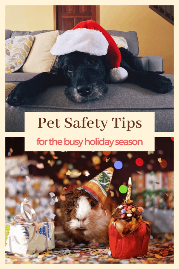 Holiday Pet Safety Tips for a Happy Healthy Pet - Turning the Clock Back