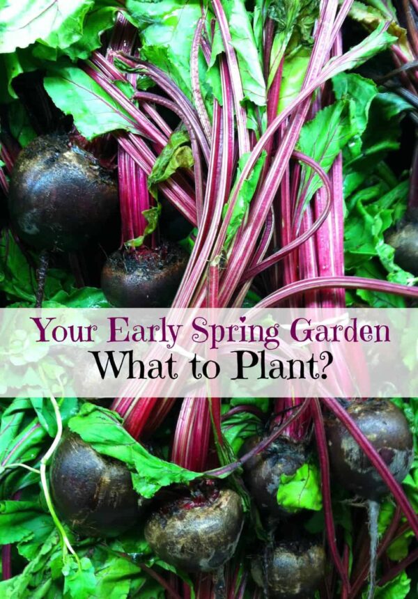 8 Early Spring Garden Plants for Vegetable Gardens