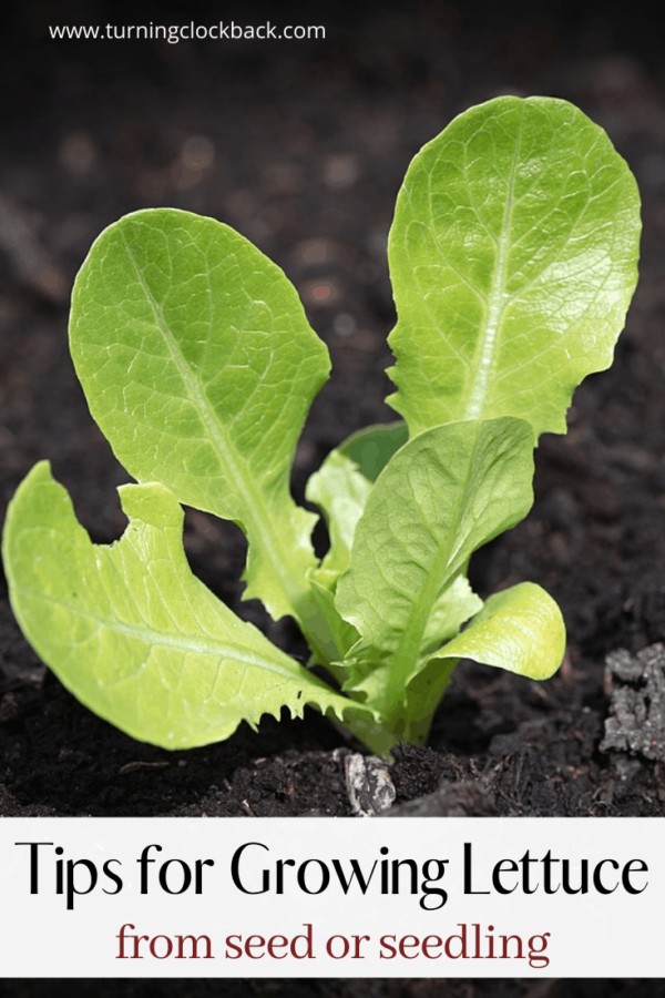 How to Grow Lettuce in the Garden - Turning the Clock Back