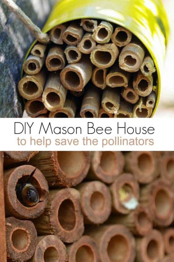 DIY Mason Bee House to Help Save Pollinators - Turning the Clock Back