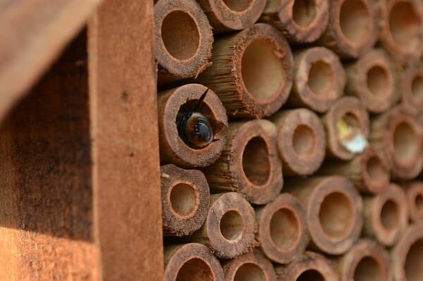 DIY Mason Bee House to Help Save Pollinators - Turning the Clock Back