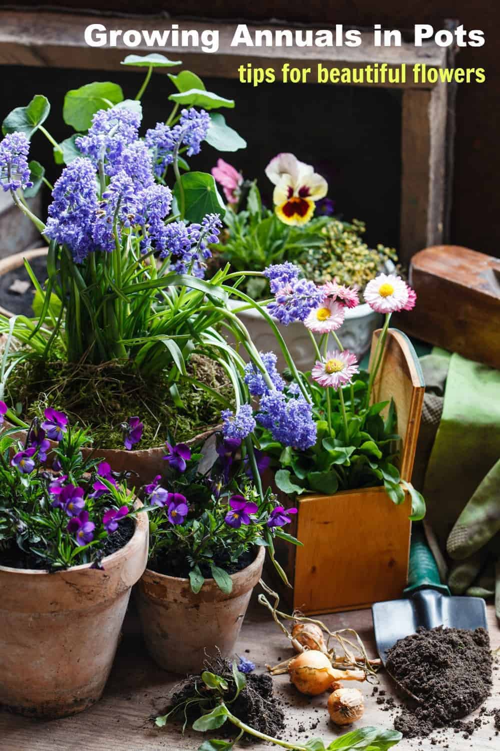 Growing Annuals in Pots: Follow These Tips for Beautiful Flowers ...