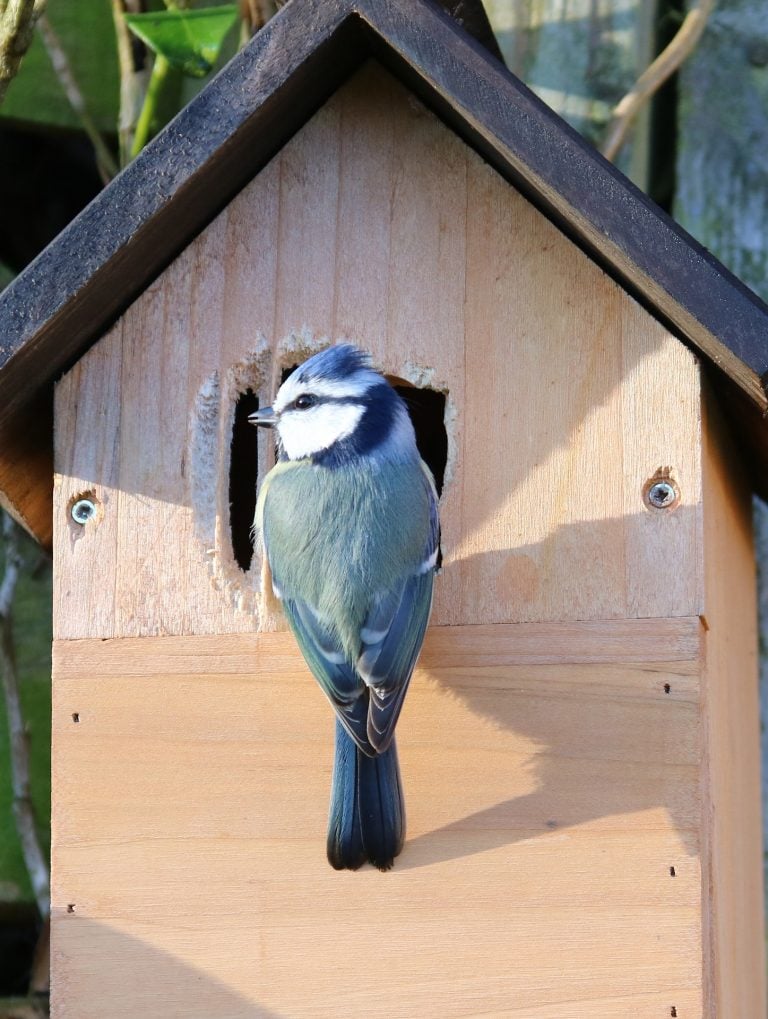 Tips for Adding Wild Bird Nesting Boxes to Your Yard - Turning the ...