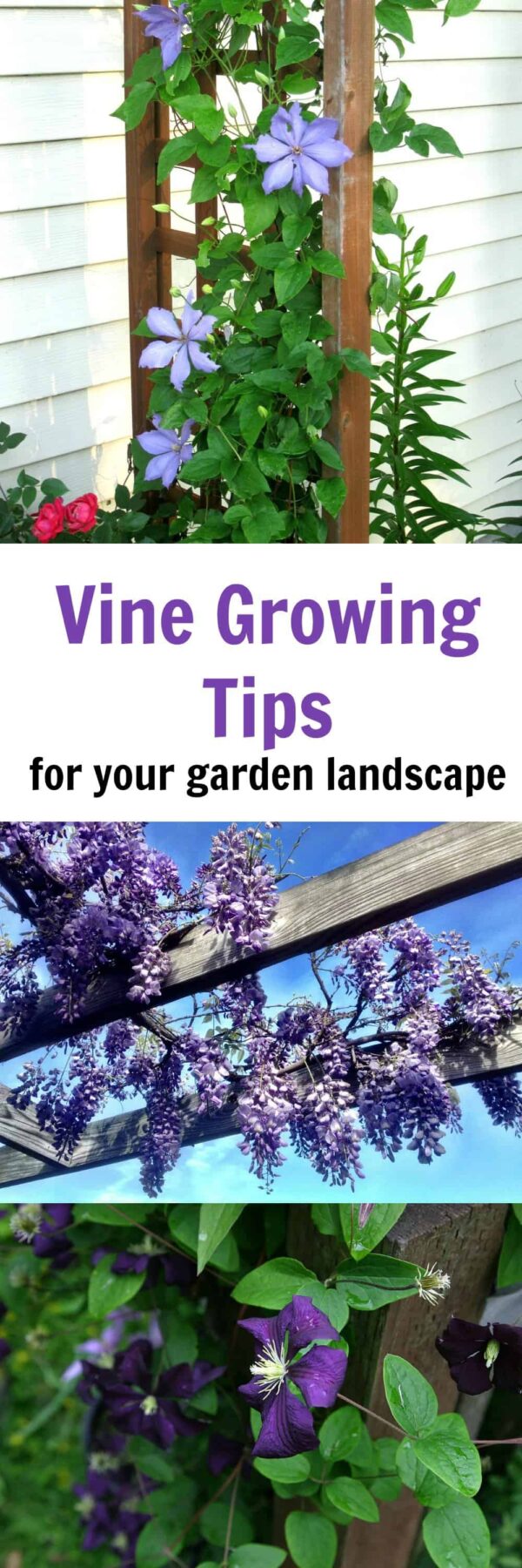 Vine Growing Tips for Your Garden Landscape - Turning the Clock Back