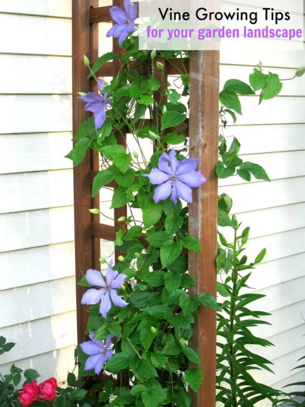 Vine Growing Tips for Your Garden Landscape - Turning the Clock Back