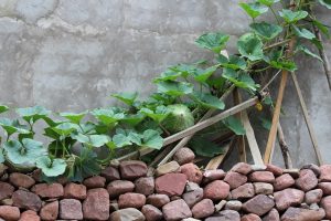 Vine Growing Tips for Your Garden Landscape - Turning the Clock Back