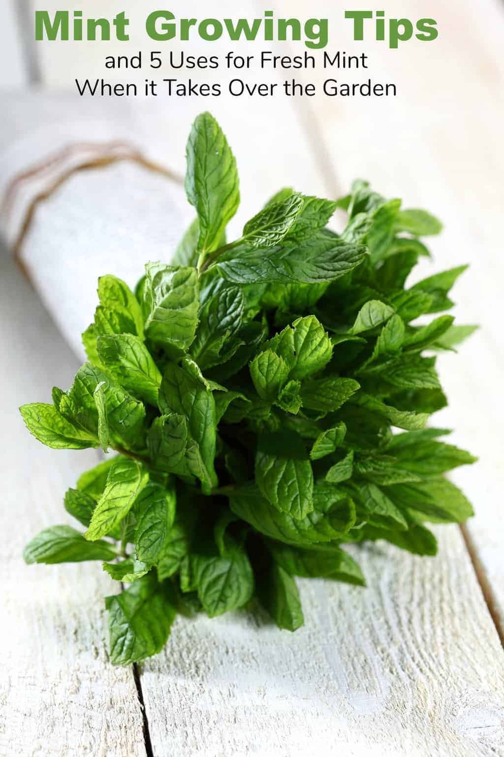 Mint Growing Tips and 5 Uses for Fresh Mint - Turning the Clock Back