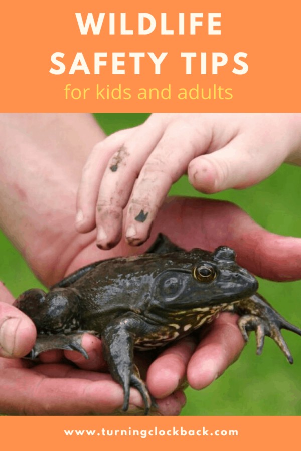 Wildlife Safety Tips for Outdoor Family Vacations - Turning the Clock Back