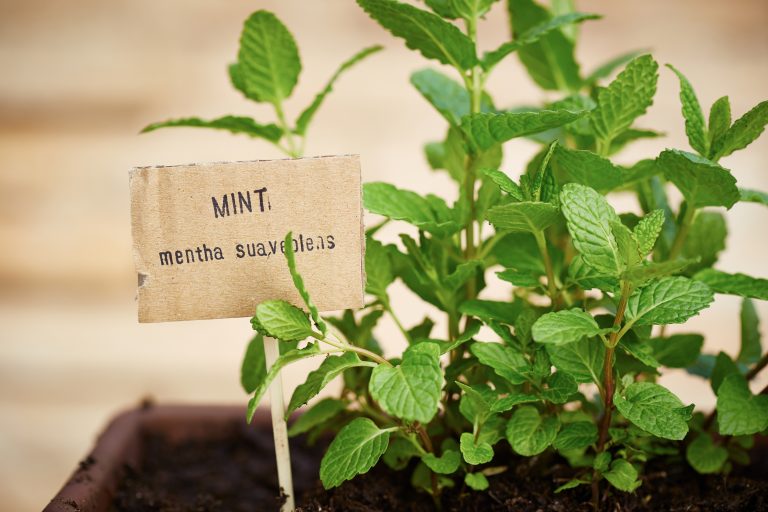 Mint Growing Tips and 5 Uses for Fresh Mint - Turning the Clock Back