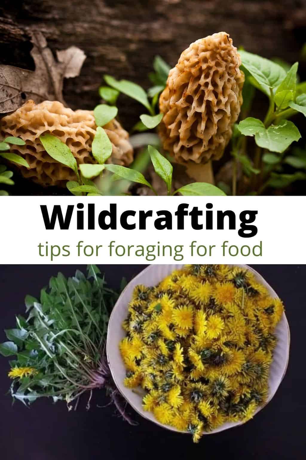 Wildcrafting Tips: Foraging for Food in the Wild