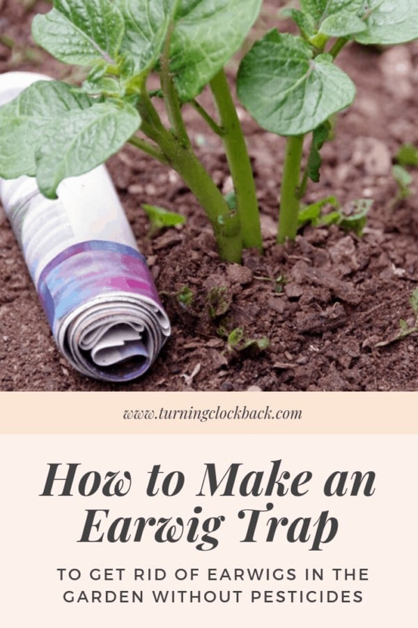DIY Earwig Trap for Your Garden - Turning the Clock Back