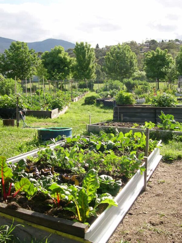 Starting a Food Co-Op in Your Community - Turning the Clock Back