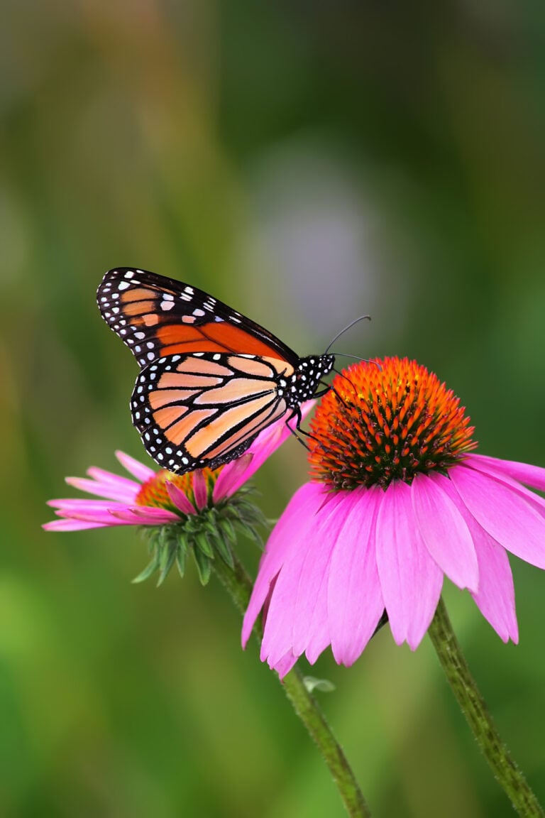 Perennial Plants For Bees And Butterflies