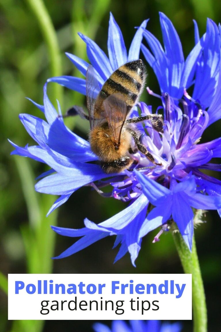 Perennial Plants for Bees and Butterflies - Turning the Clock Back