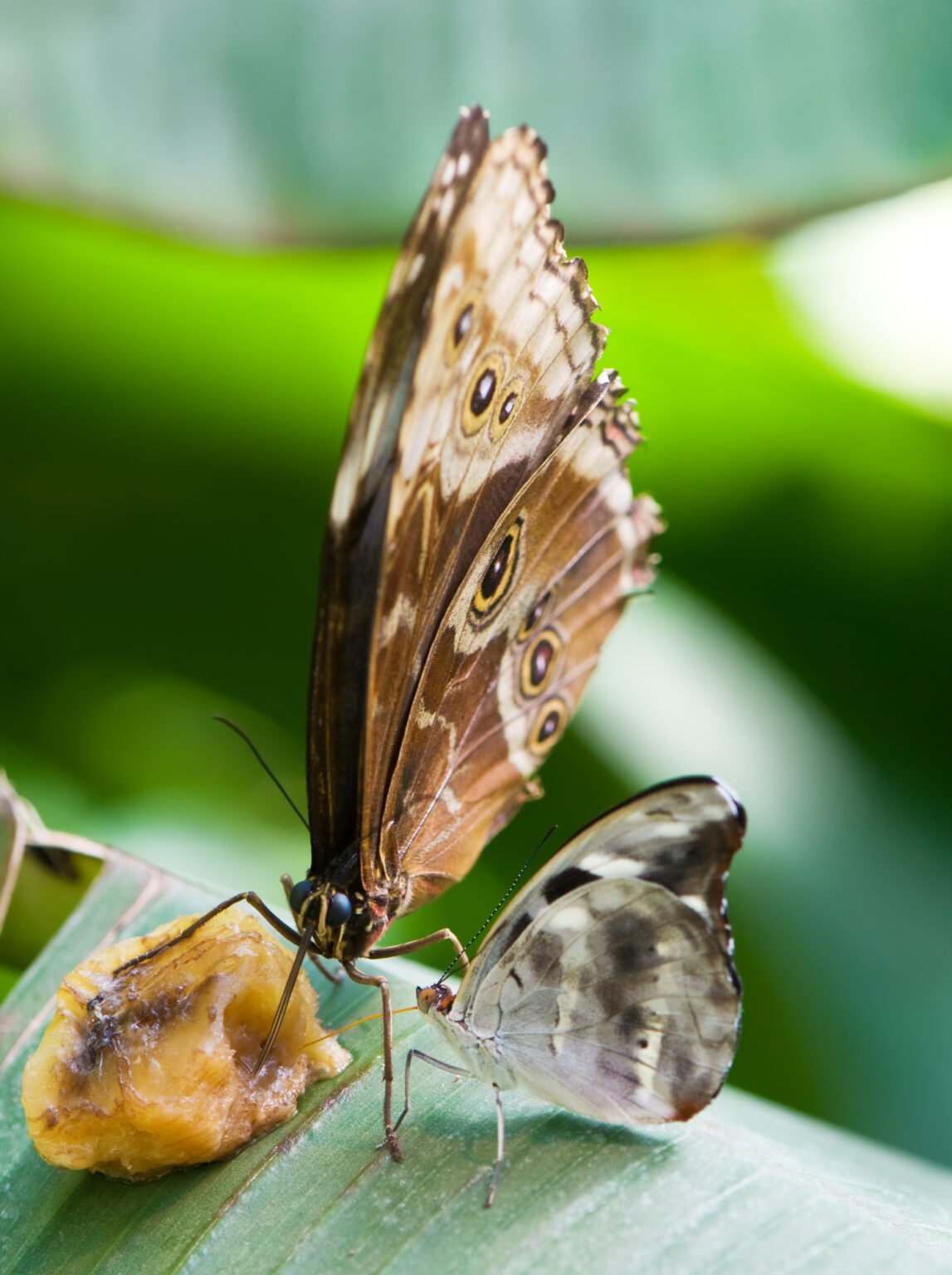 What Do Butterflies Eat And Drink - Turning the Clock Back