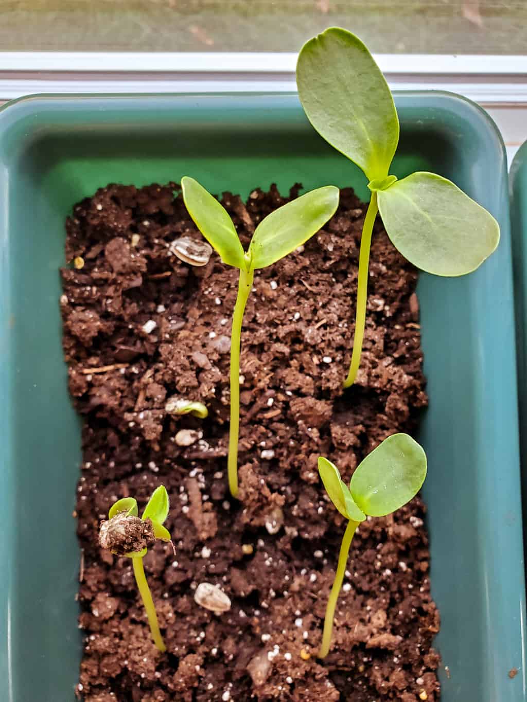 Growing Sunflowers: The Ultimate Guide -Turning the Clock Back