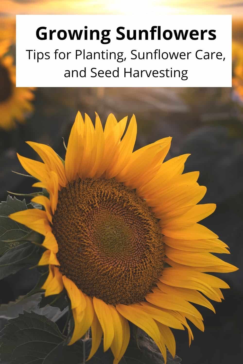 Growing Sunflowers: The Ultimate Guide -Turning the Clock Back