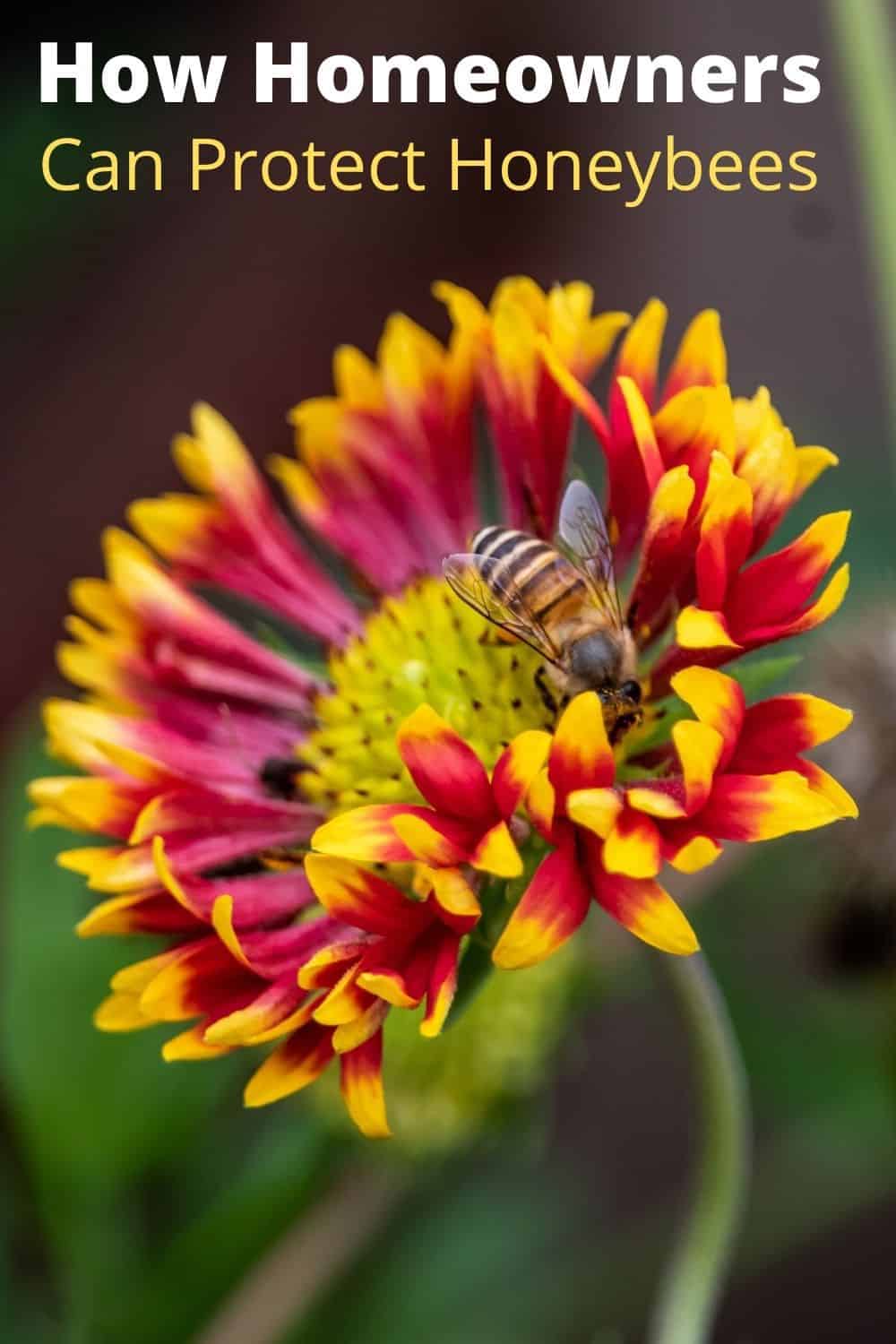 What Do Honeybees Do And How YOU Can Protect Them