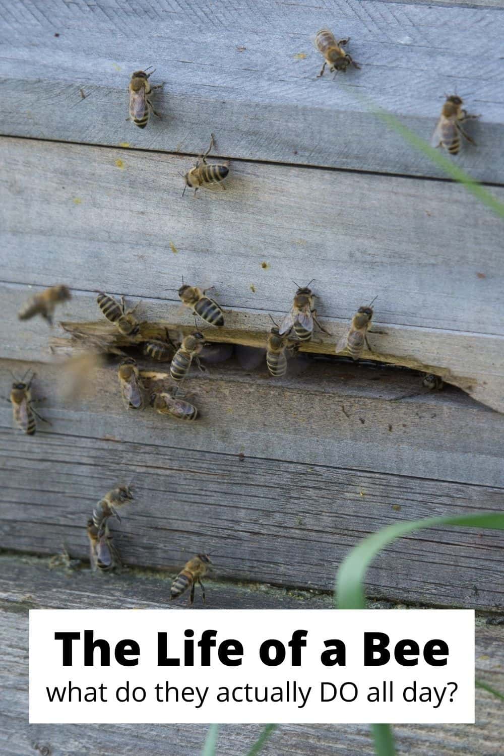 What Do Honeybees Do And How YOU Can Protect Them