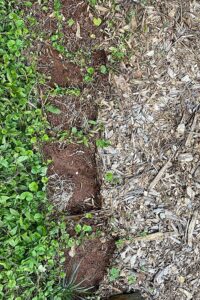 Using Cardboard for Weed Control - Turning the Clock Back