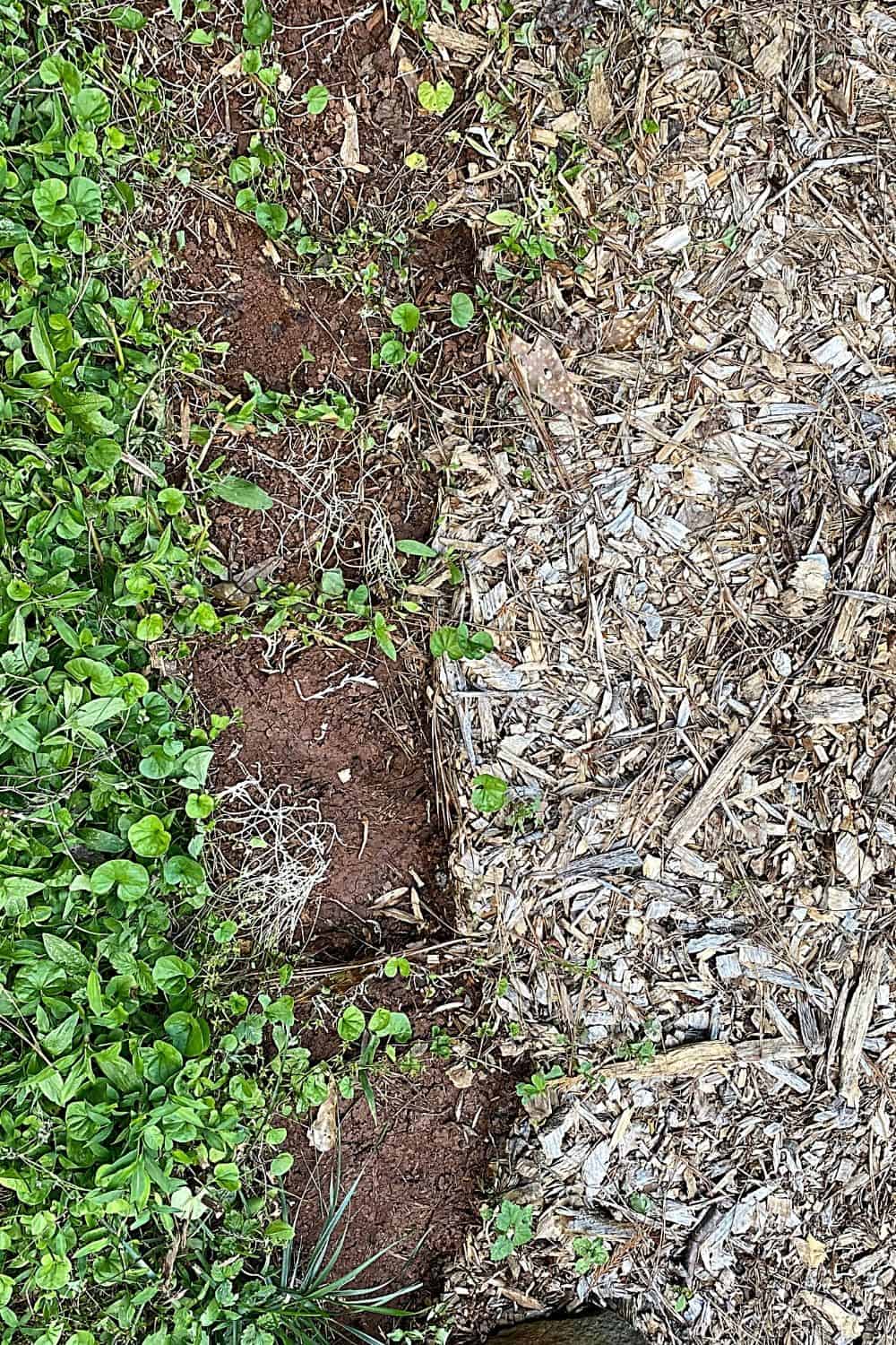 Using Cardboard for Weed Control - Turning the Clock Back