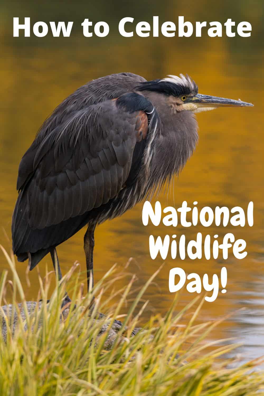 How to Celebrate National Wildlife Day - Turning the Clock Back