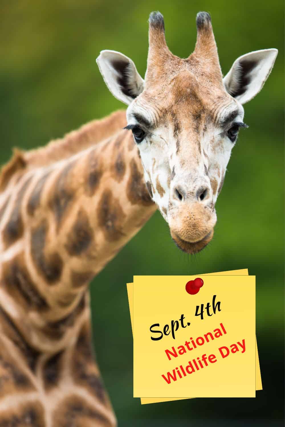 How to Celebrate National Wildlife Day - Turning the Clock Back