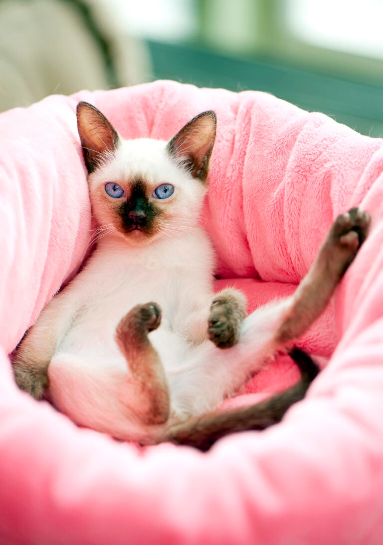 What To Do With Old Pillows - Turning the Clock Back