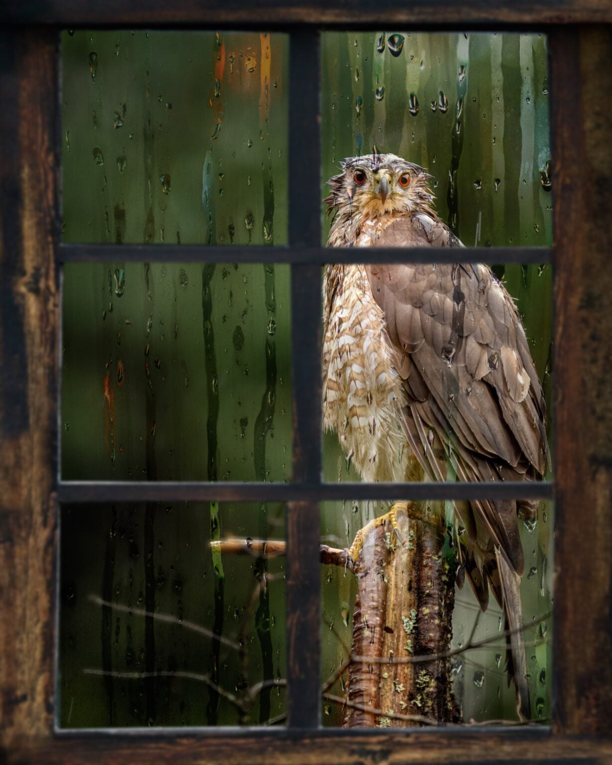 How to Stop Birds from Flying Into Your Windows